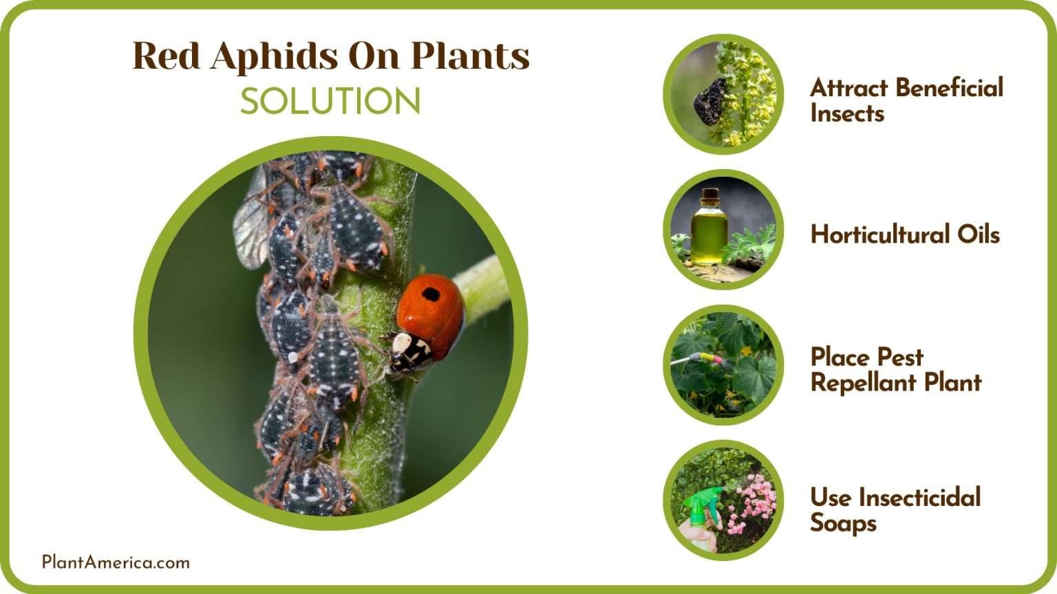 Red Aphids On Plants: Common Causes and Effective Solutions - Plant America