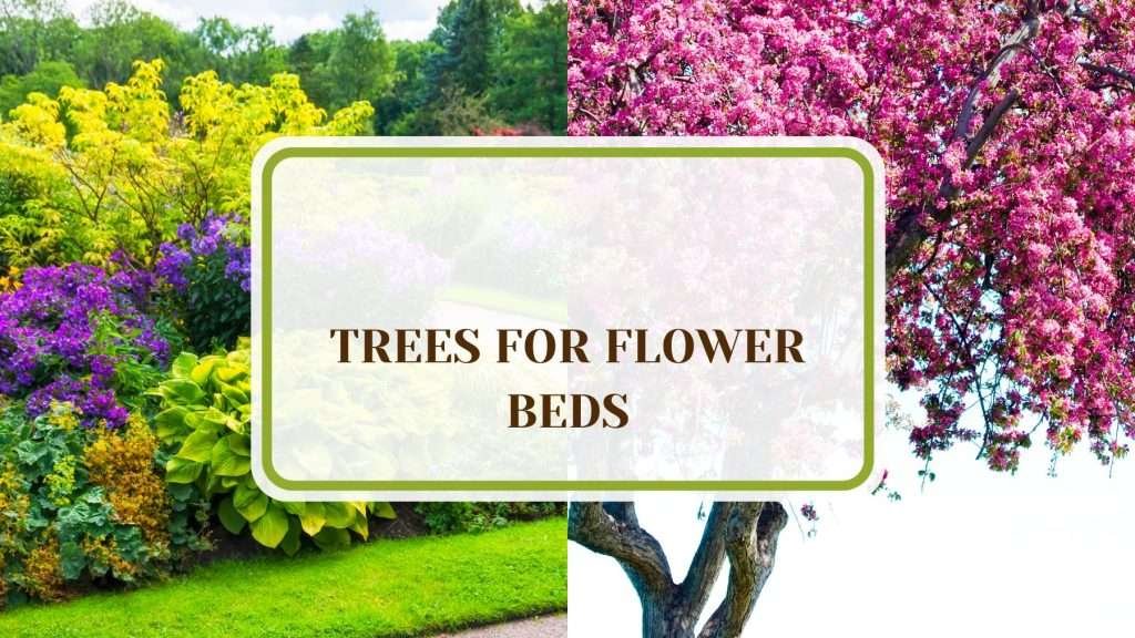 18 Trees for Flower Beds to Add Privacy and Shade - Plant America