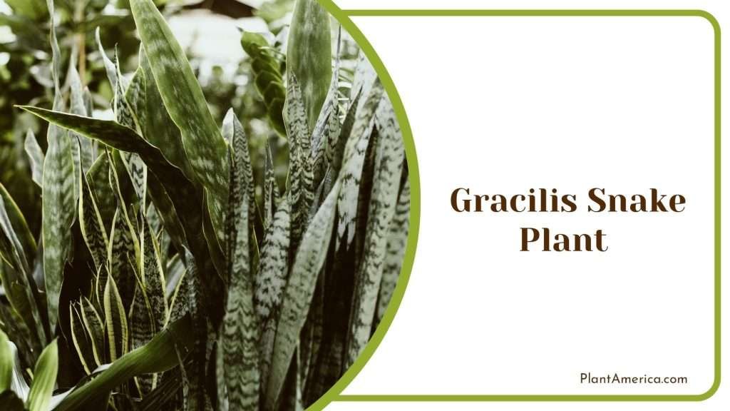 20 Types of Snake Plants That Every Gardener Should Know - Plant America