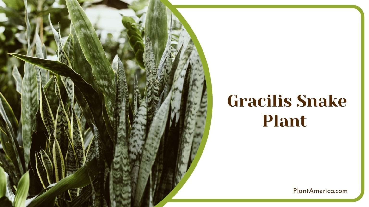 20 Types of Snake Plants That Every Gardener Should Know - Plant America