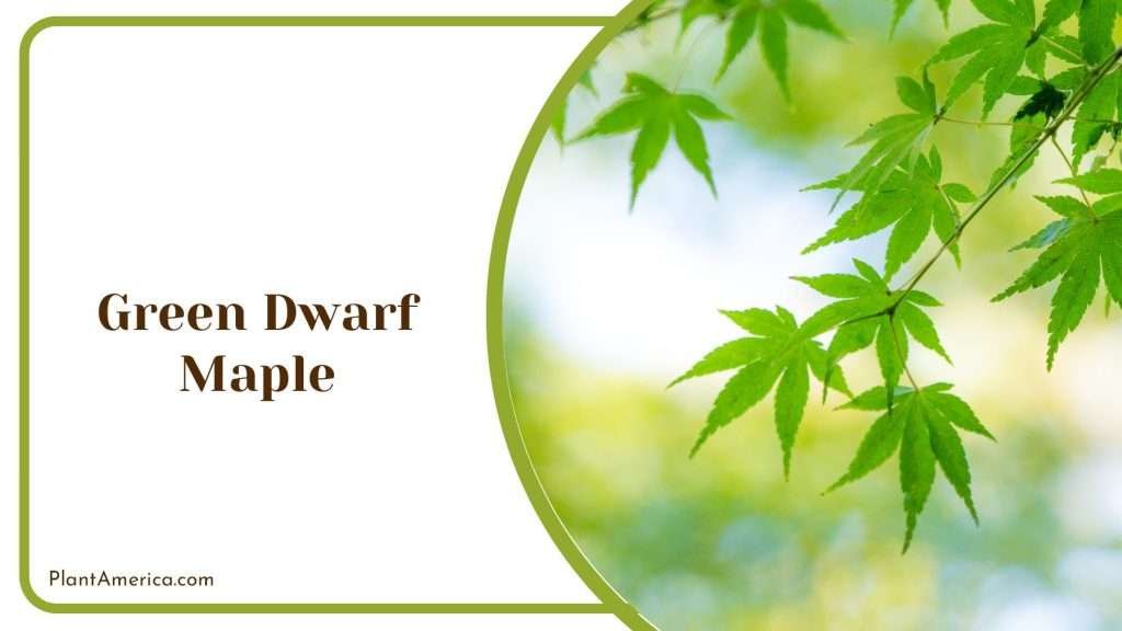 18 Small Maple Trees You'll Love for Their Year-Round Beauty - Plant ...