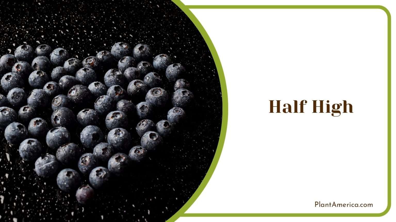 16 Types of Blueberries Varieties for Summer Jam Dishes - Plant America