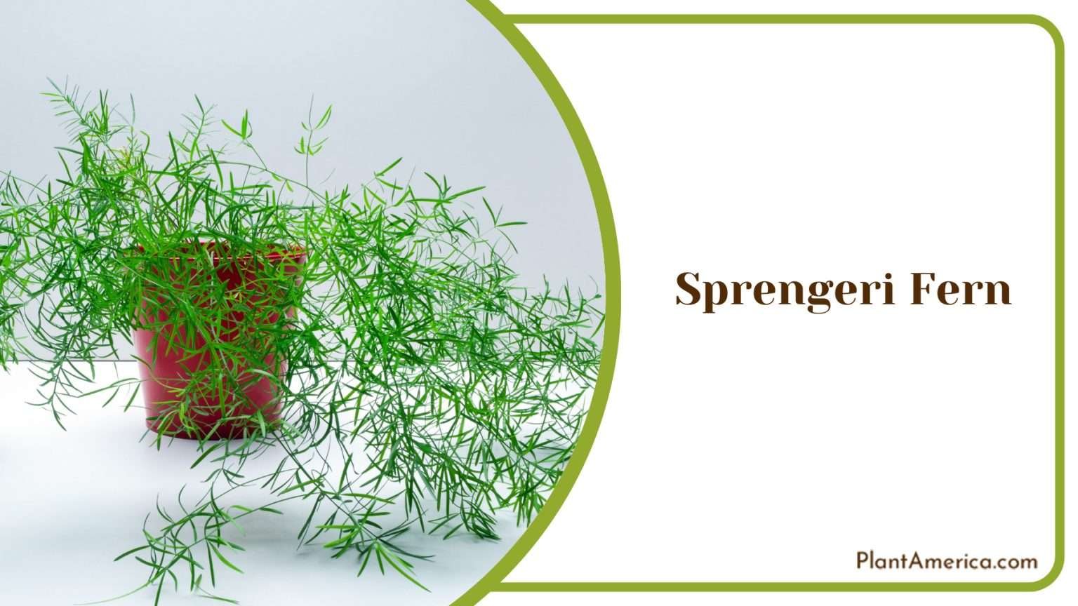 10 Asparagus Fern Types To Include in Your Garden Oasis - Plant America