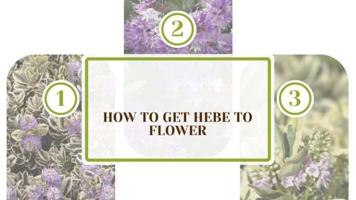 How To Get Hebe to Flower: The Right Ways To See The Blooms - Plant America