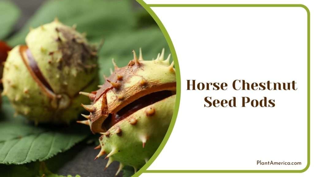 9 Magical Spiky Balls From Trees for Your Garden Decor - Plant America