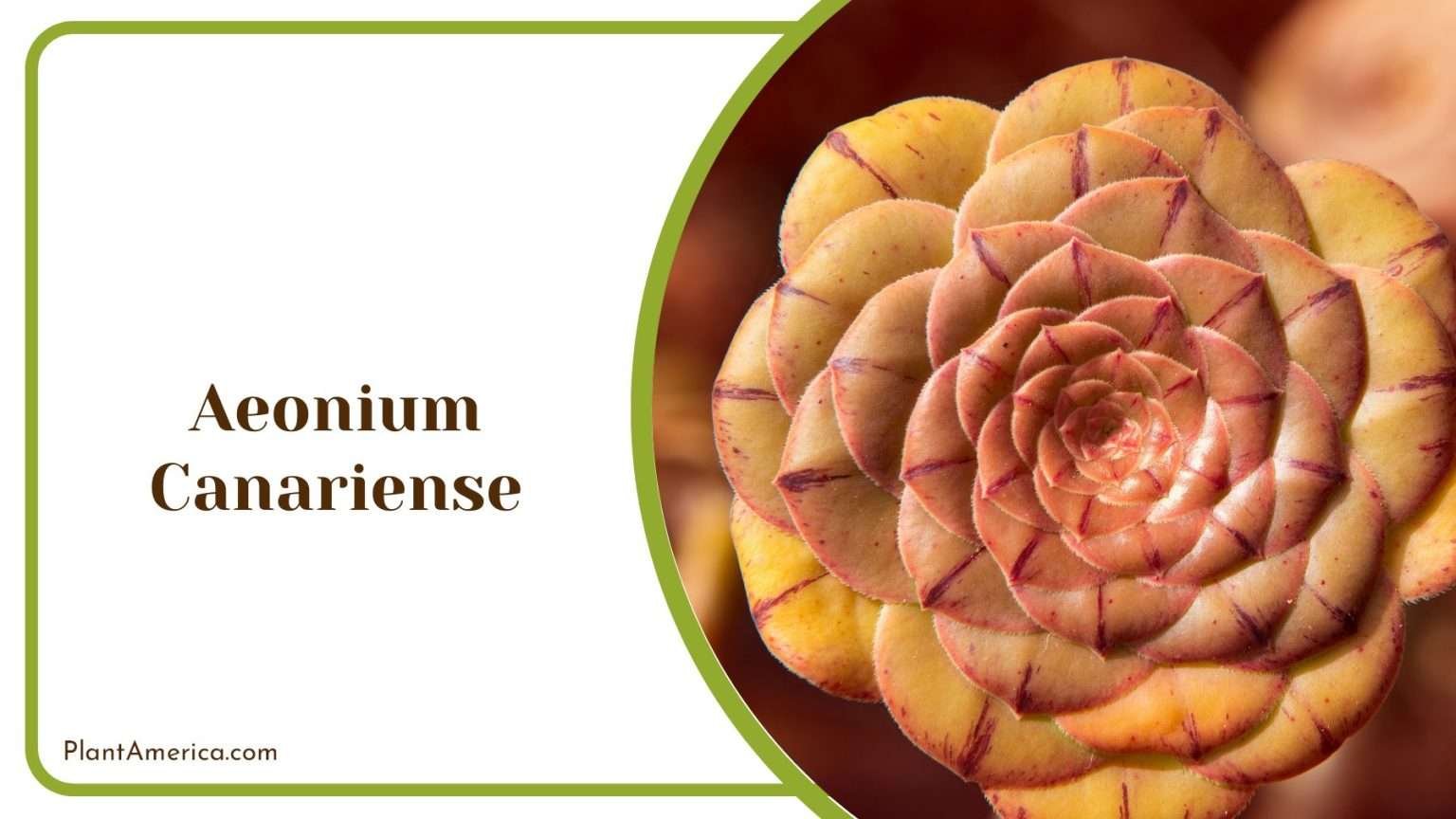 30 Types of Aeonium for a Colorful Display In Your Garden - Plant America