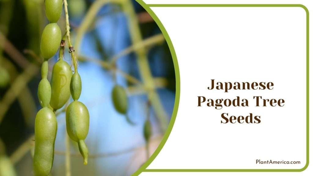9 Magical Spiky Balls From Trees for Your Garden Decor - Plant America