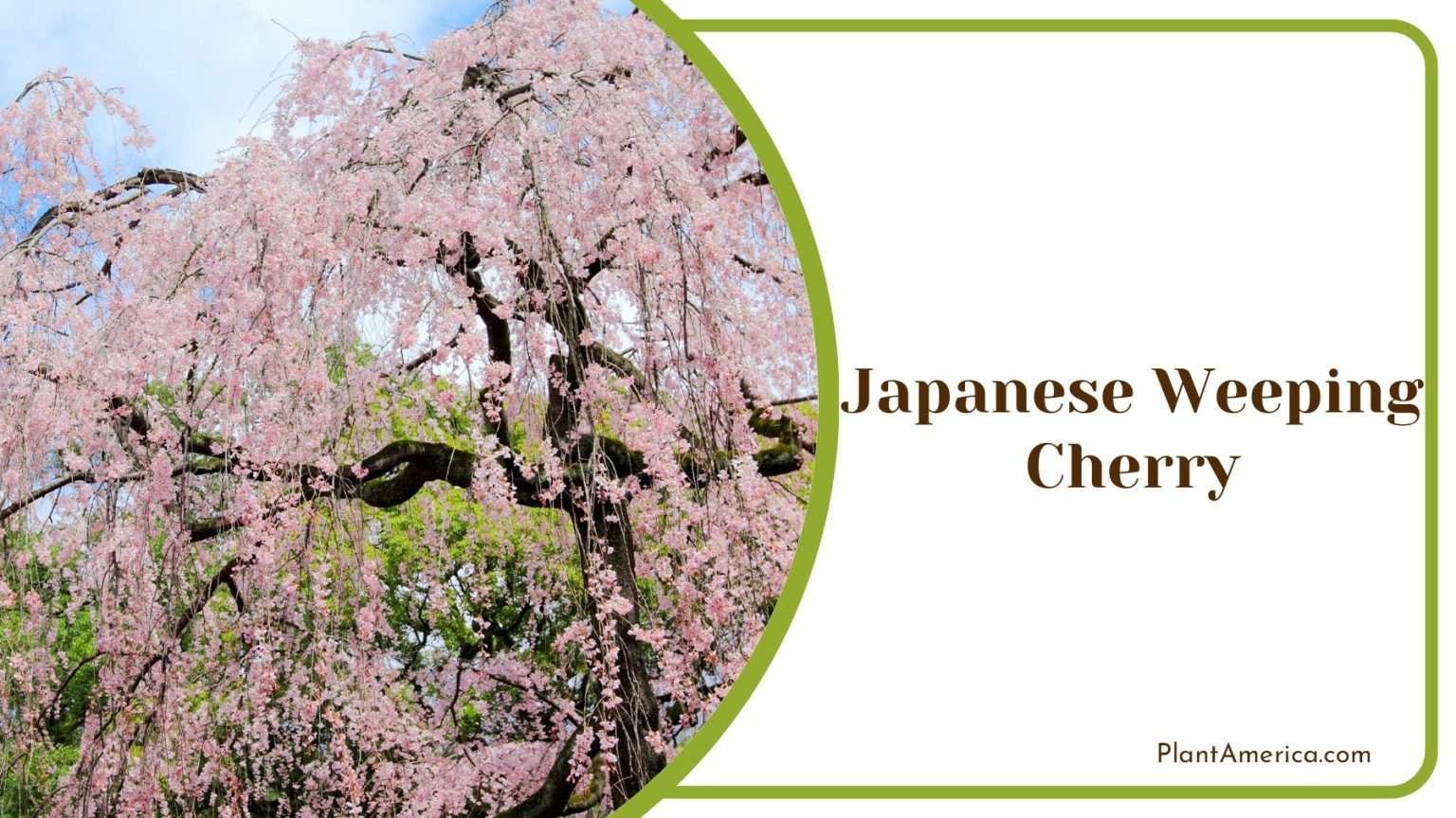 13 Best Types of Weeping Cherry Trees to Beautify Your Yard - Plant America