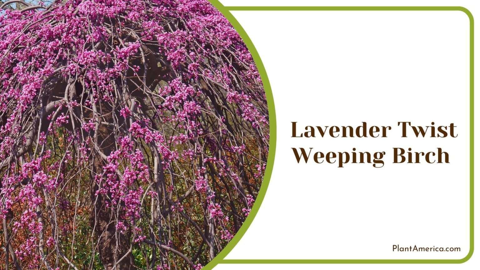 20 Dwarf Weeping Trees That Stay Petite Forever in Flowerbeds - Plant ...