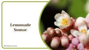 12 Sumac Tree Varieties Every Gardener Should Consider - Plant America