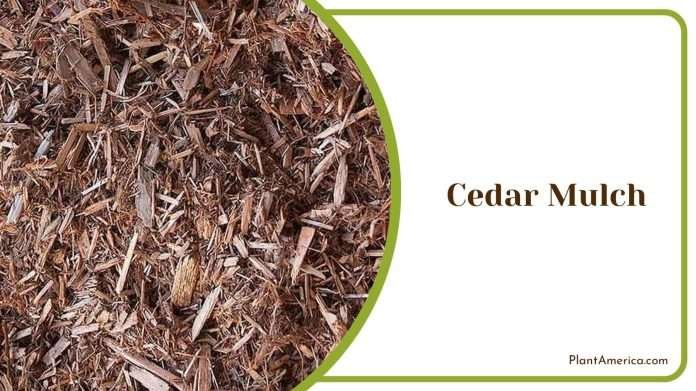 19 Types of Mulch for Different Yards and Gardening Needs - Plant America