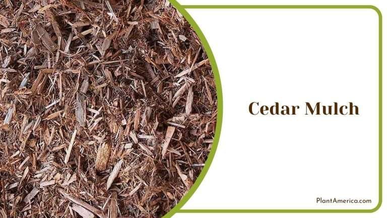 19 Types of Mulch for Different Yards and Gardening Needs - Plant America