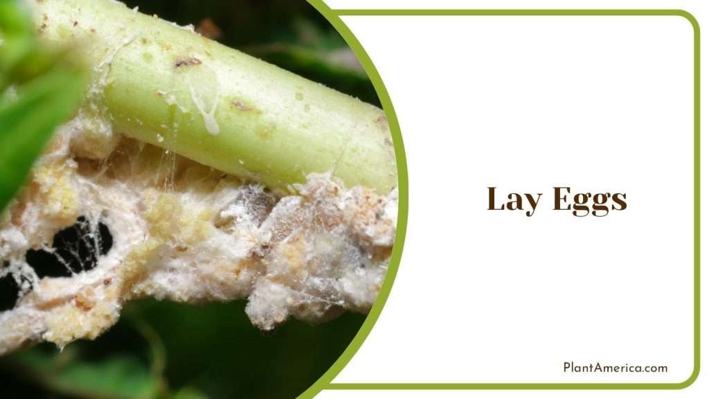 Mealybugs Eggs on Plants: Know the Causes and Easy Solutions - Plant ...