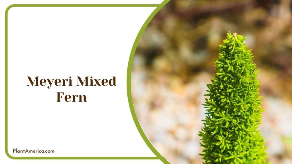 10 Asparagus Fern Types To Include in Your Garden Oasis - Plant America
