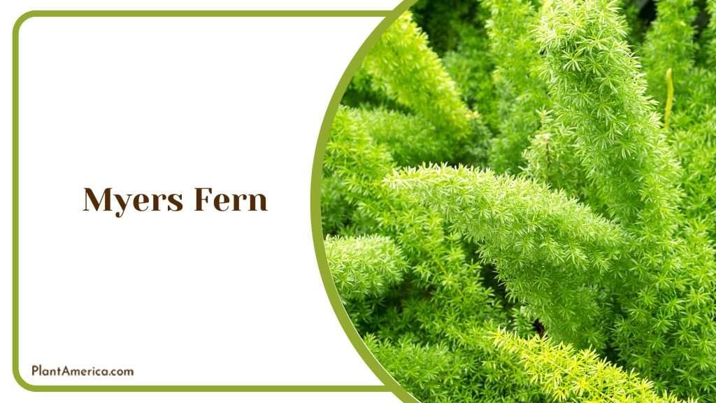 10 Asparagus Fern Types To Include in Your Garden Oasis - Plant America