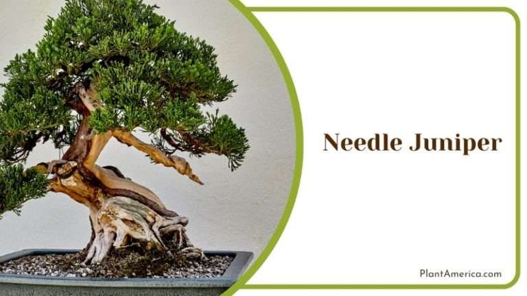 10 Types of Juniper Trees for Any Landscape - Plant America