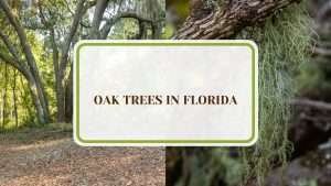 15 Oak Trees in Florida That Will Beautify Any Landscape - Plant America