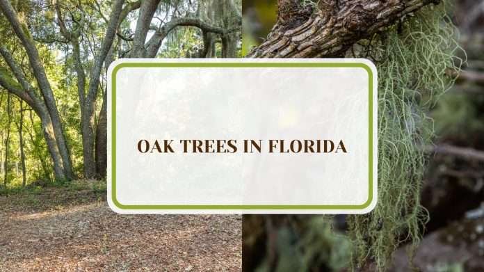 15 Oak Trees in Florida That Will Beautify Any Landscape - Plant America