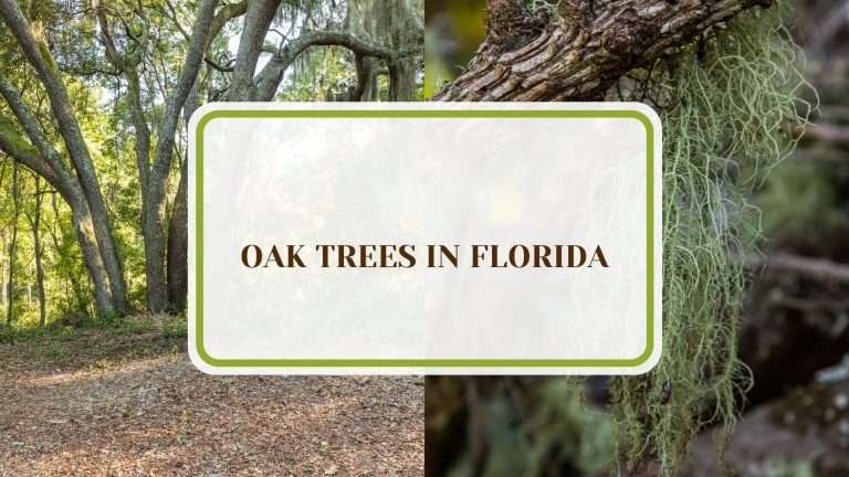 15 Oak Trees in Florida That Will Beautify Any Landscape - Plant America