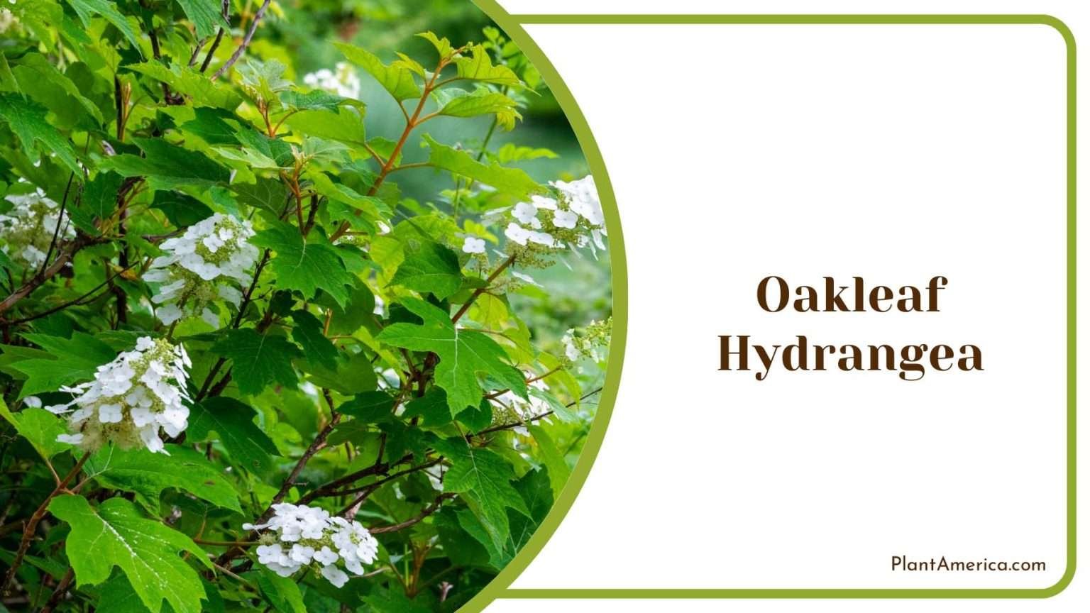 19 Texas Native Plants for a Beautiful, Eco-friendly Yard - Plant America