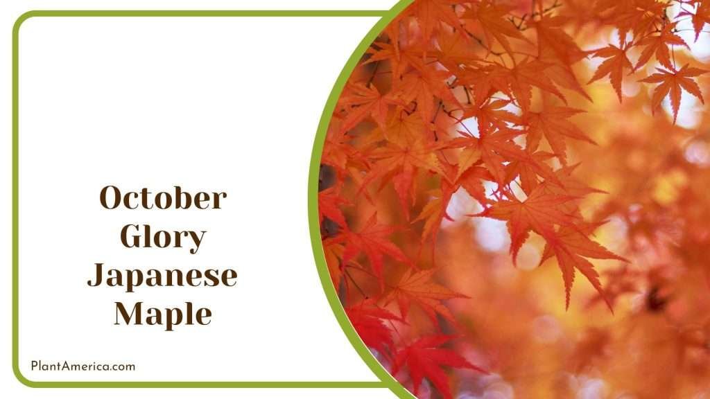 18 Small Maple Trees You'll Love for Their Year-Round Beauty - Plant ...