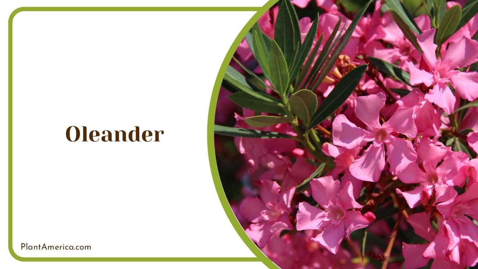 15 Florida Privacy Plants That Beautifully Offer Maximum Boundary ...