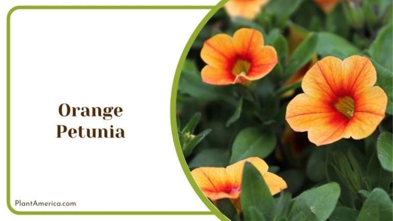 23 Petunia Colors Perfect for Your Stunning Summer Garden - Plant America