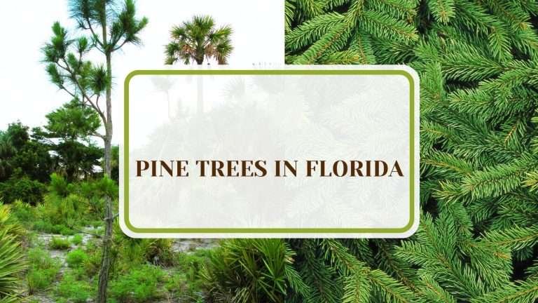 9 Pine Trees in Florida Considered for Landscaping Needs - Plant America