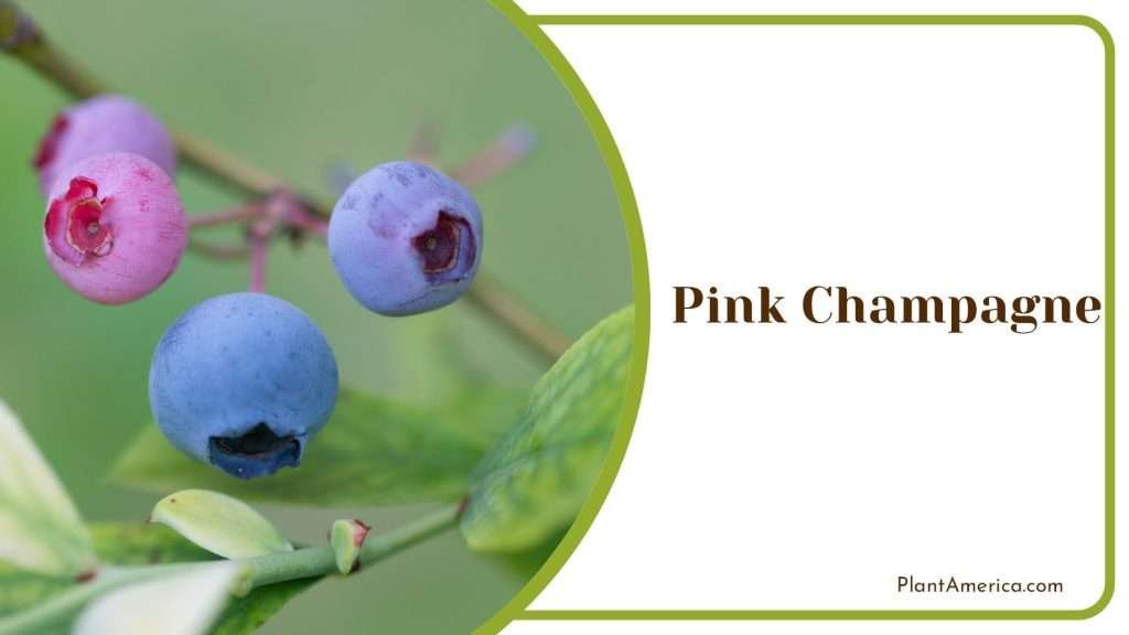 16 Types of Blueberries Varieties for Summer Jam Dishes - Plant America