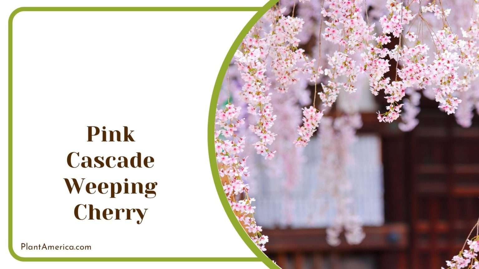 13 Best Types of Weeping Cherry Trees to Beautify Your Yard - Plant America