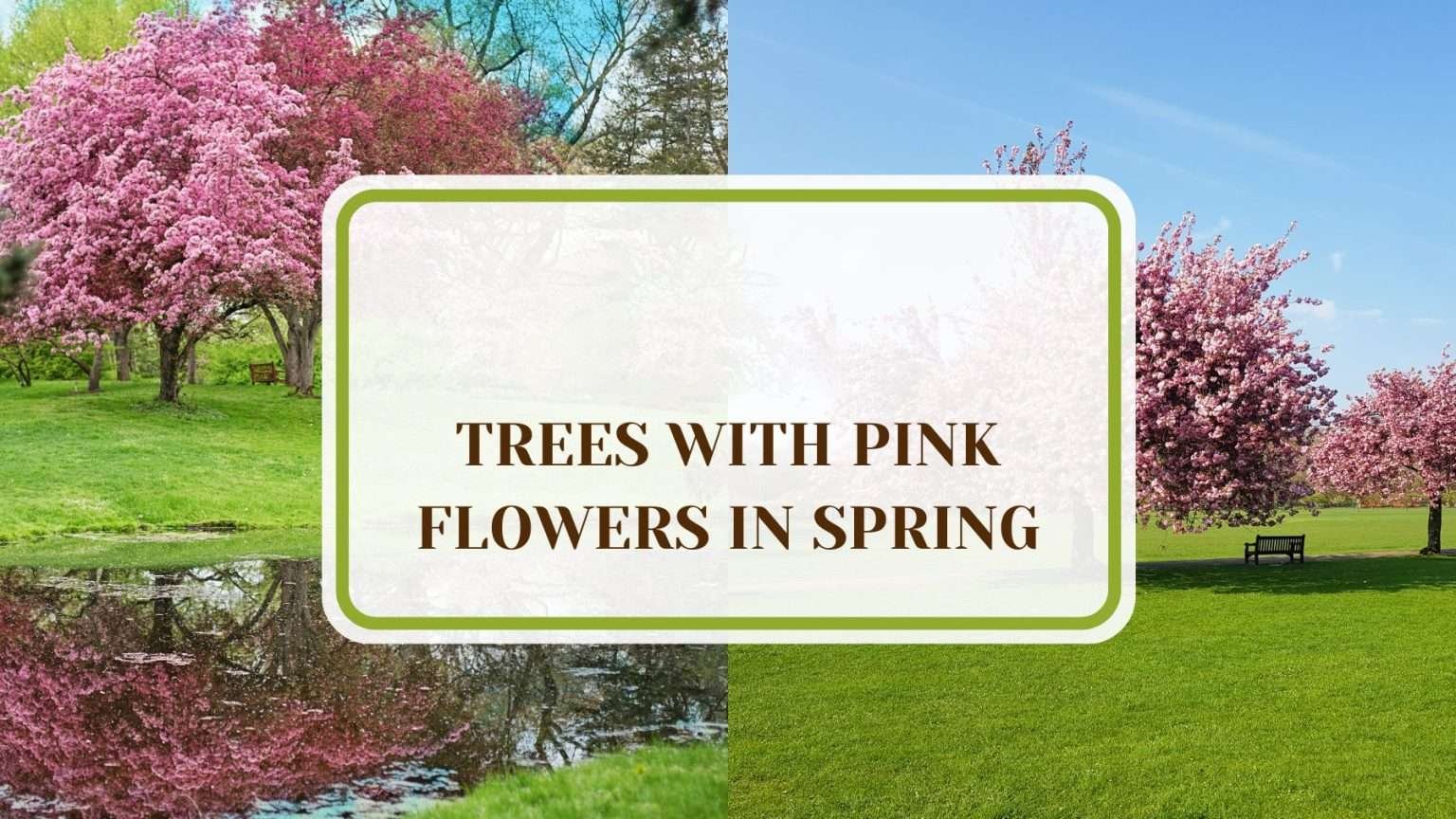 19 Enchanting Trees with Pink Blossoms To Admire in Spring - Plant America