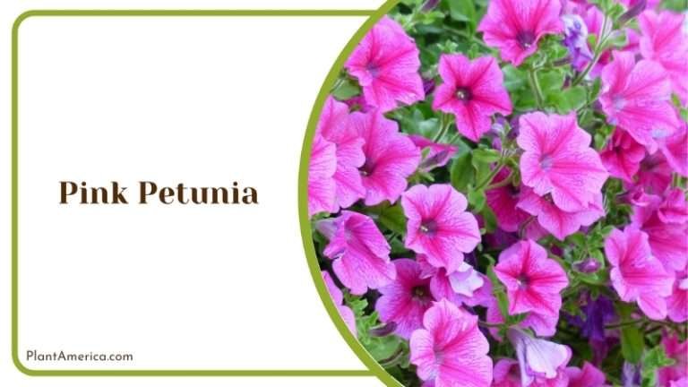 23 Petunia Colors Perfect for Your Stunning Summer Garden - Plant America