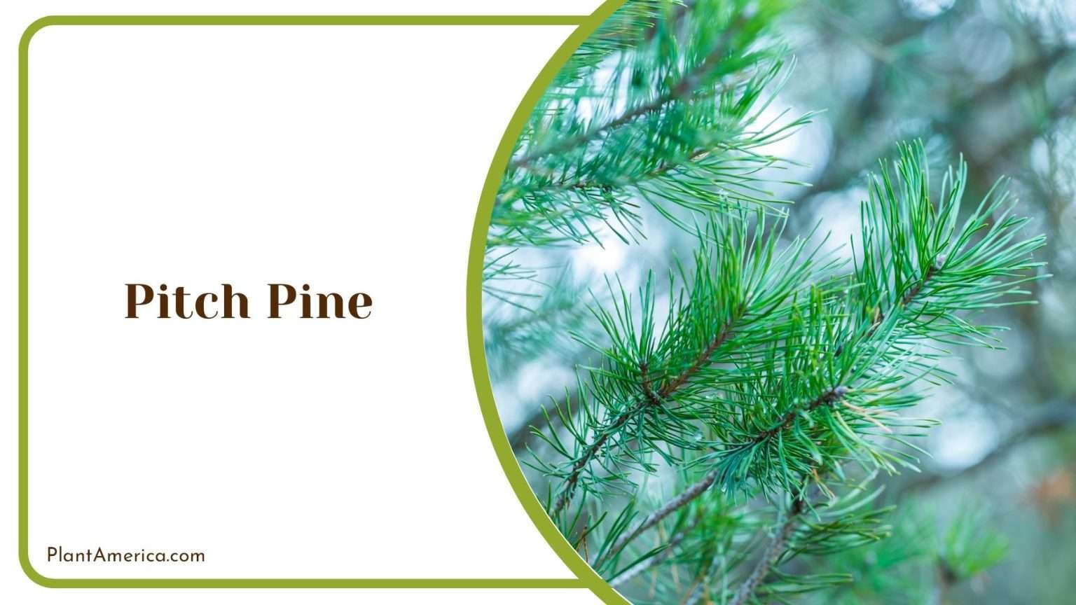 9 Pine Trees in Florida Considered for Landscaping Needs - Plant America