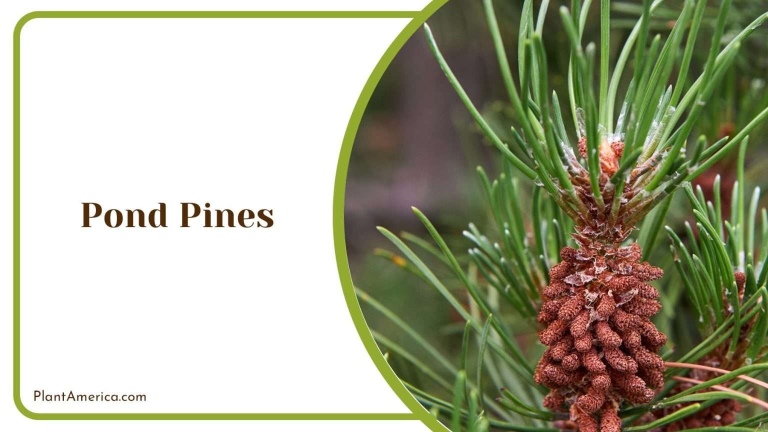 9 Pine Trees in Florida Considered for Landscaping Needs - Plant America