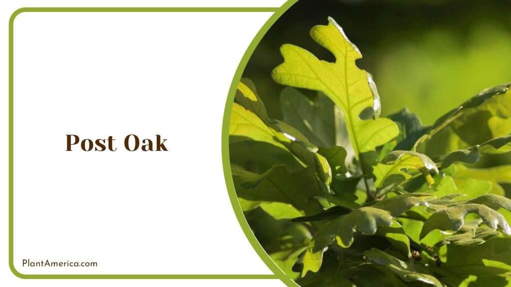 15 Oak Trees in Florida That Will Beautify Any Landscape - Plant America