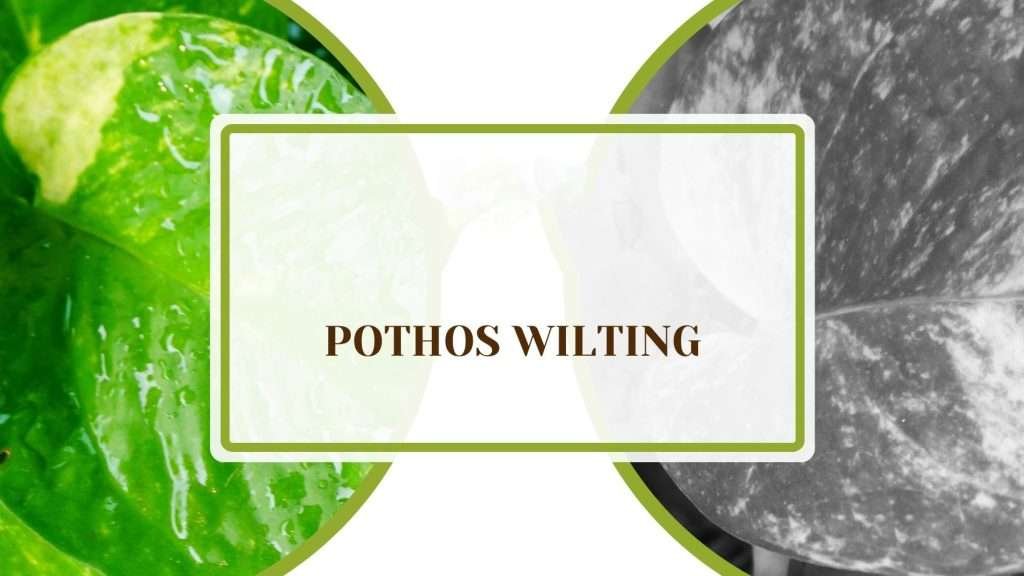 Pothos Wilting: Why Does This Happen and How To Fix It - Plant America