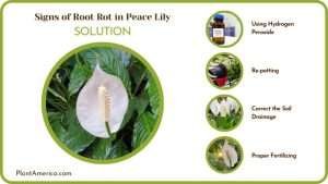 Signs of Root Rot in Peace Lily: Causes and Long Term Fixes - Plant America