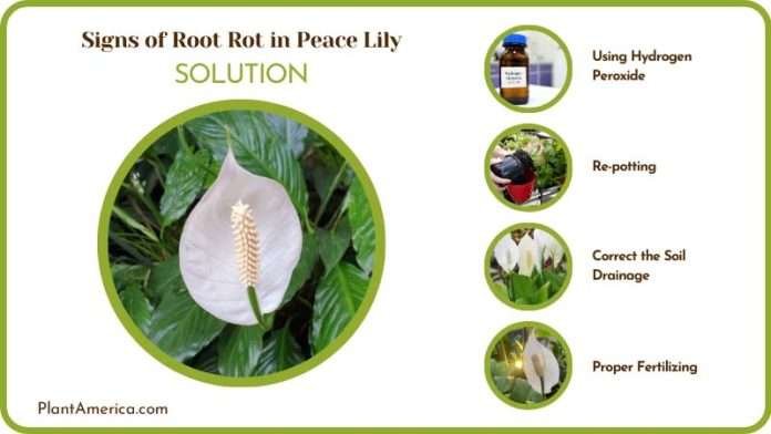 Signs of Root Rot in Peace Lily: Causes and Long Term Fixes - Plant America