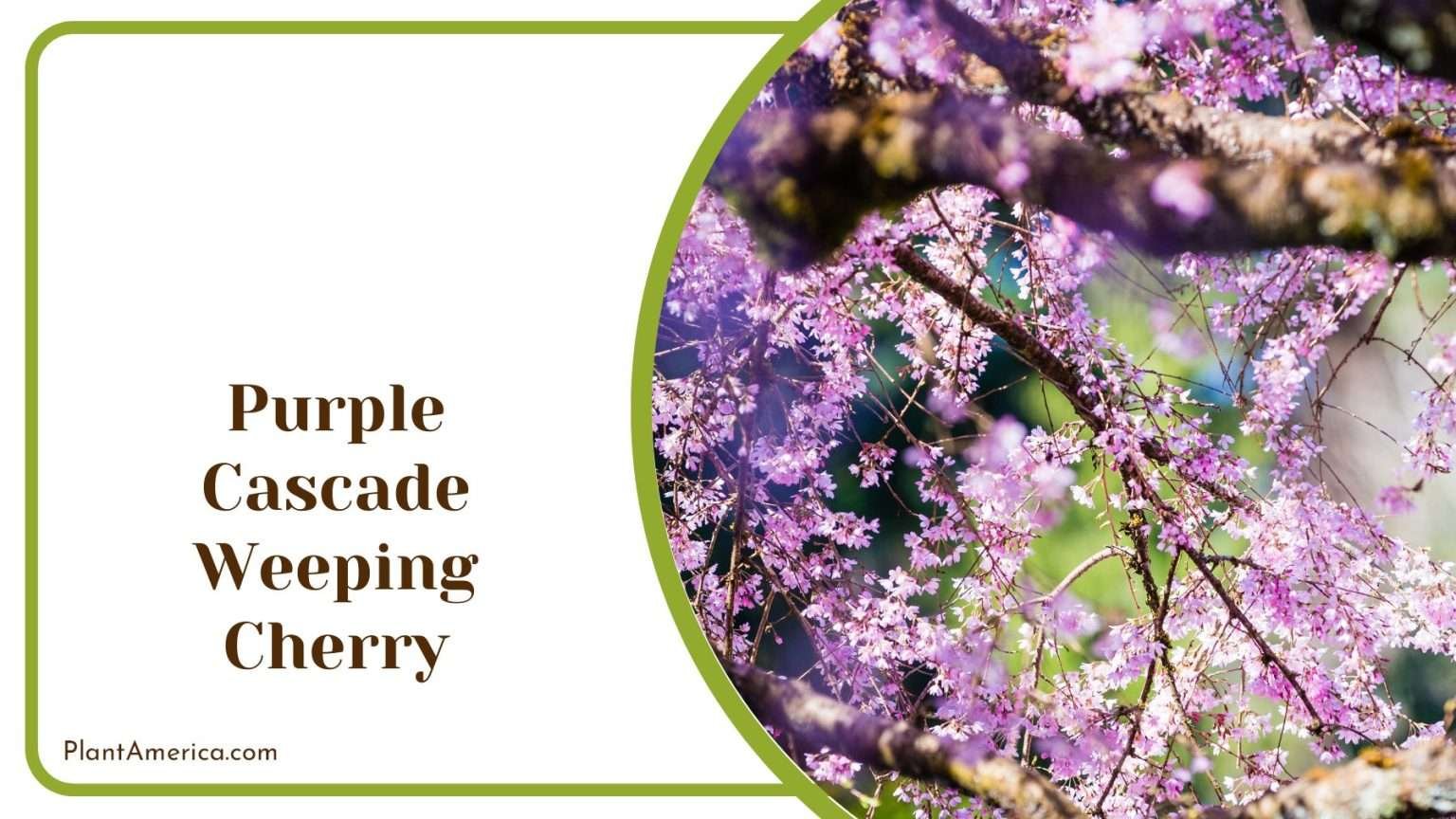 13 Best Types of Weeping Cherry Trees to Beautify Your Yard - Plant America