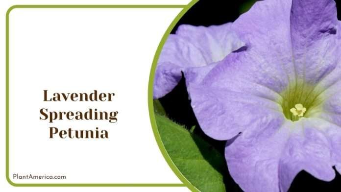 23 Petunia Colors Perfect for Your Stunning Summer Garden - Plant America