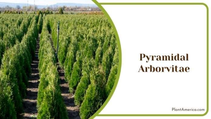 18 Types of Arborvitae Trees to Plant in Your Outdoor Space - Plant America