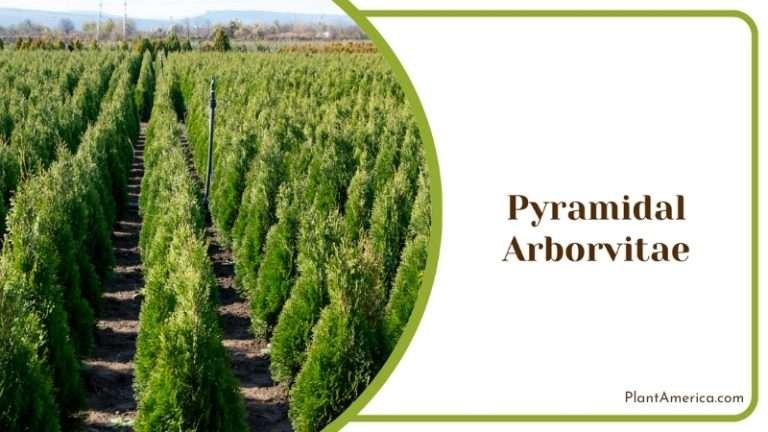 18 Types of Arborvitae Trees to Plant in Your Outdoor Space - Plant America