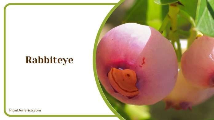 16 Types of Blueberries Varieties for Summer Jam Dishes - Plant America