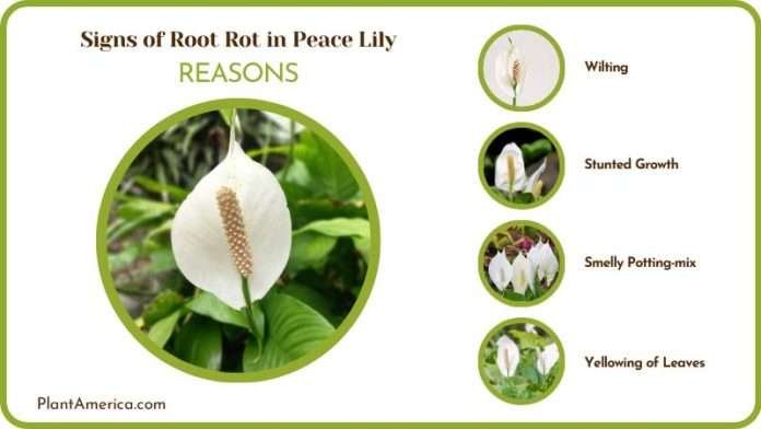 Signs of Root Rot in Peace Lily: Causes and Long Term Fixes - Plant America