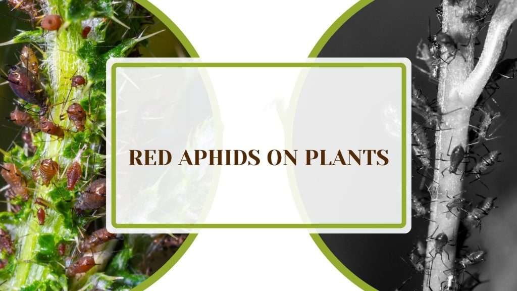 Red Aphids On Plants: Common Causes and Effective Solutions - Plant America