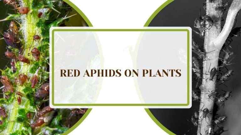 Red Aphids On Plants: Common Causes and Effective Solutions - Plant America