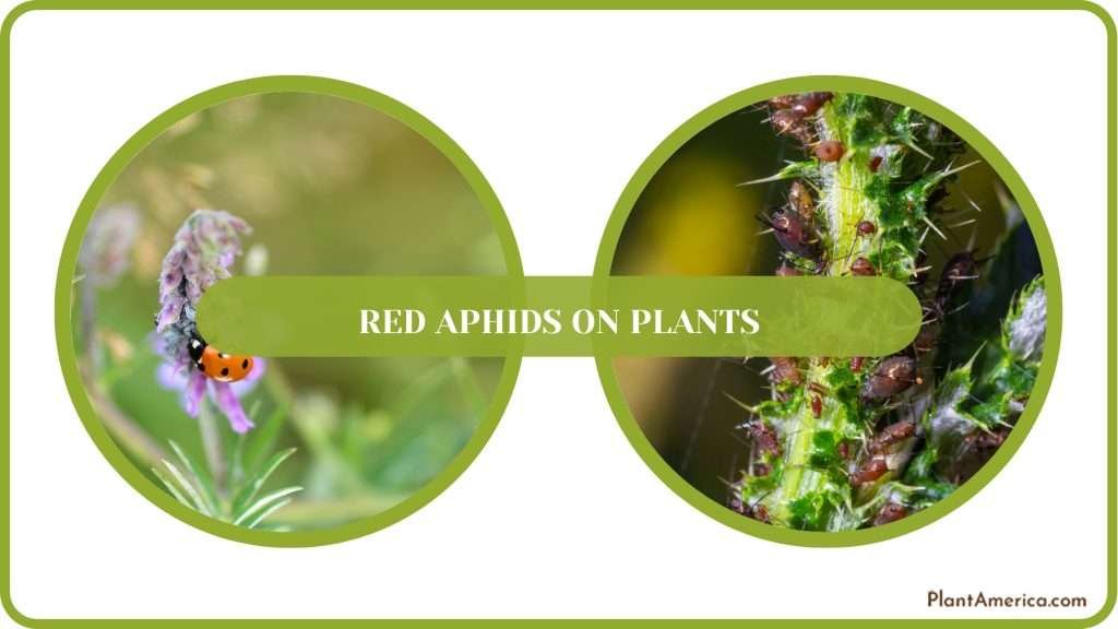 Red Aphids On Plants: Common Causes and Effective Solutions - Plant America
