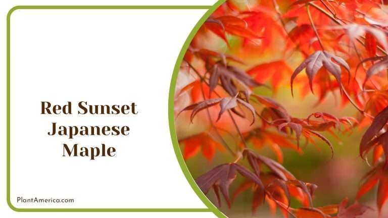 18 Small Maple Trees You'll Love for Their Year-Round Beauty - Plant ...