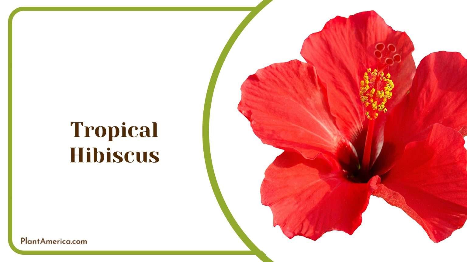 27 Types of Hibiscus That Add Vibrance to Your Garden - Plant America