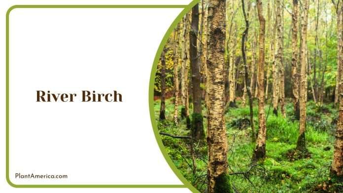 15 Fastest Growing Tree Species for Texas Backyards - Plant America